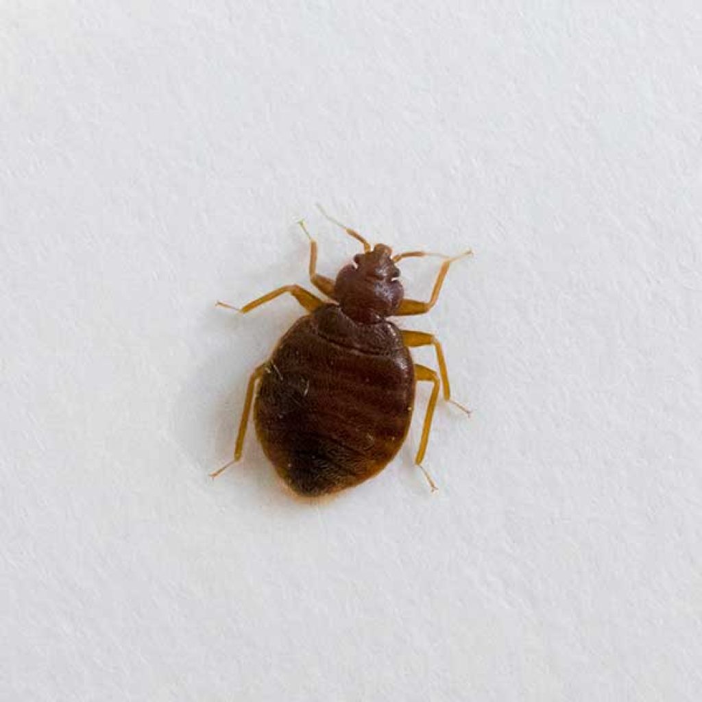 Bed Bugs - Antworks Pest Control