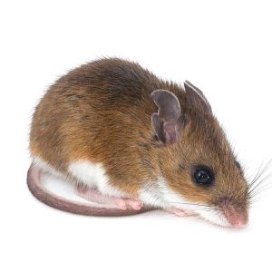 Deer Mouse - Antworks Pest Control