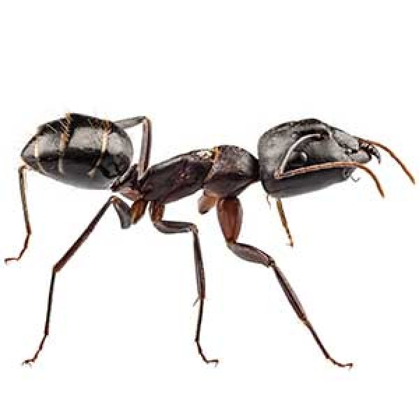 Odorous House Ant - Antworks Pest Control