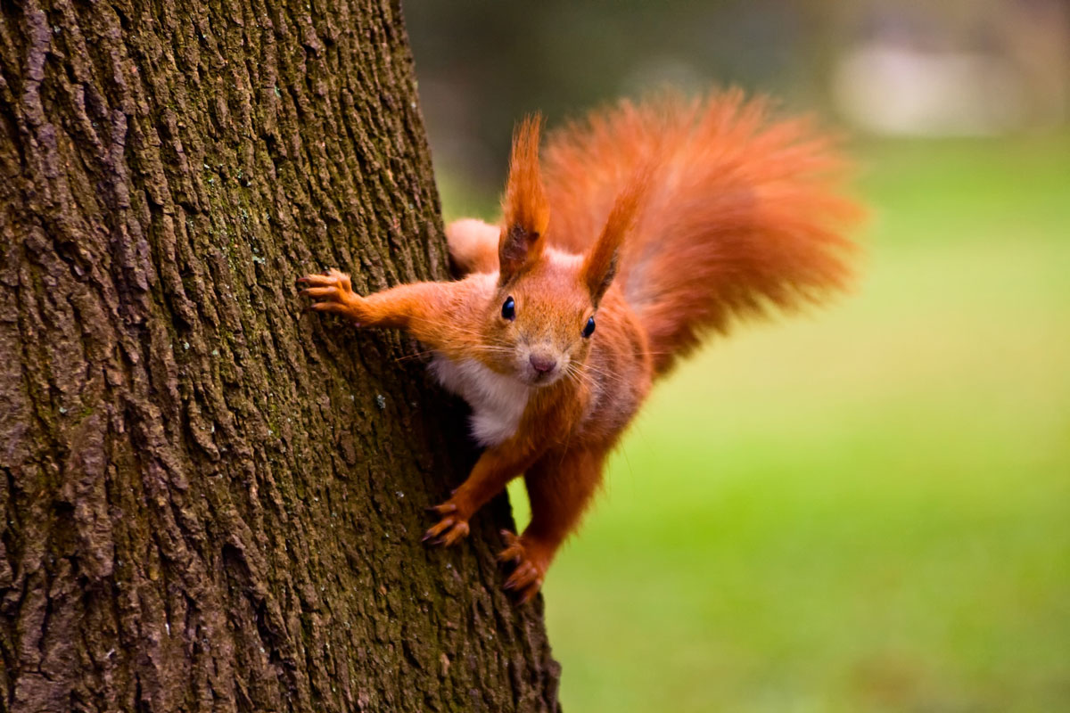 6 Ways to Squirrel-Proof Your Home - Antworks Pest Control
