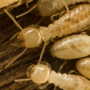 Drywood Termites