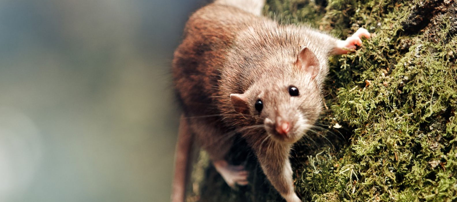 Pest Control Blog | Exterminator Service Blog | Portland OR & Vancouver